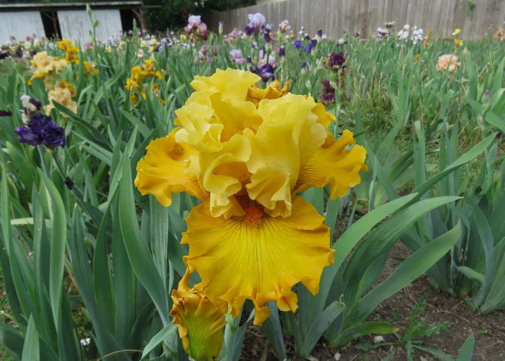 Store 2 — Prairie Sky Iris