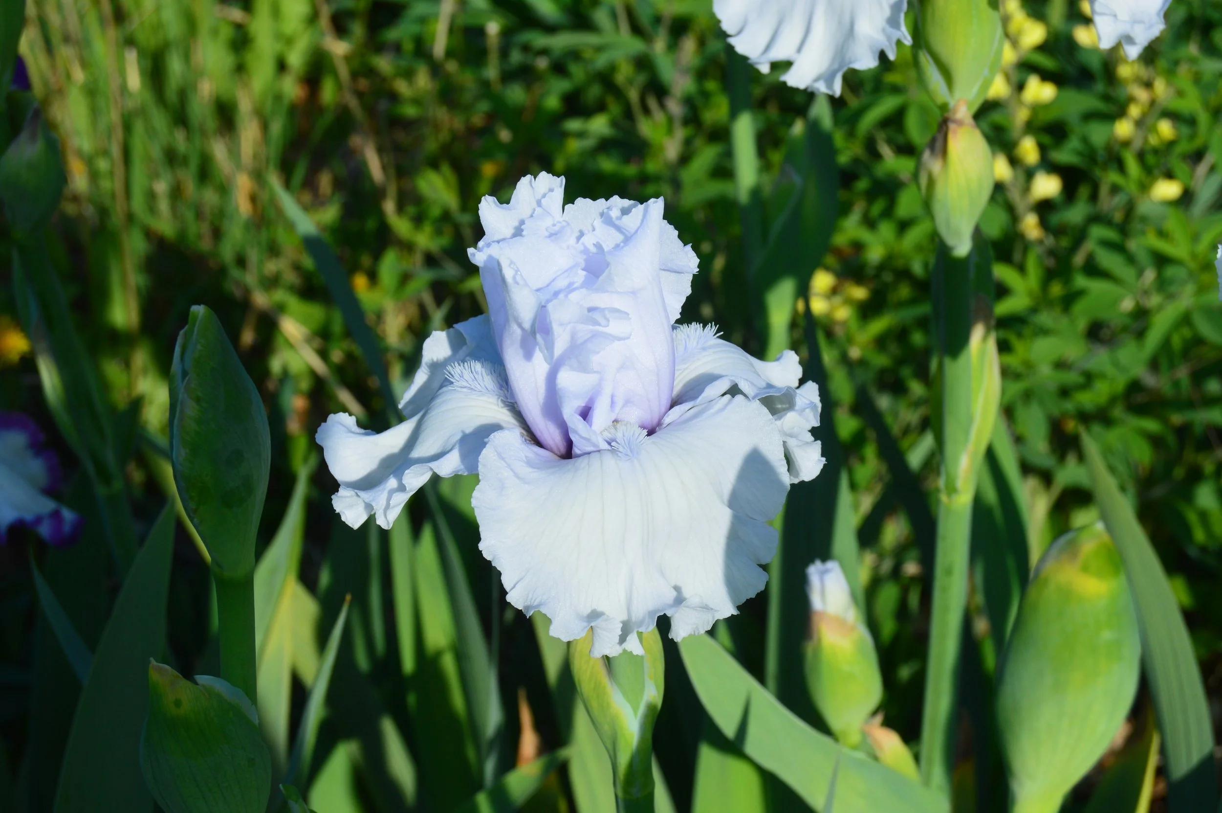 Store 2 — Prairie Sky Iris