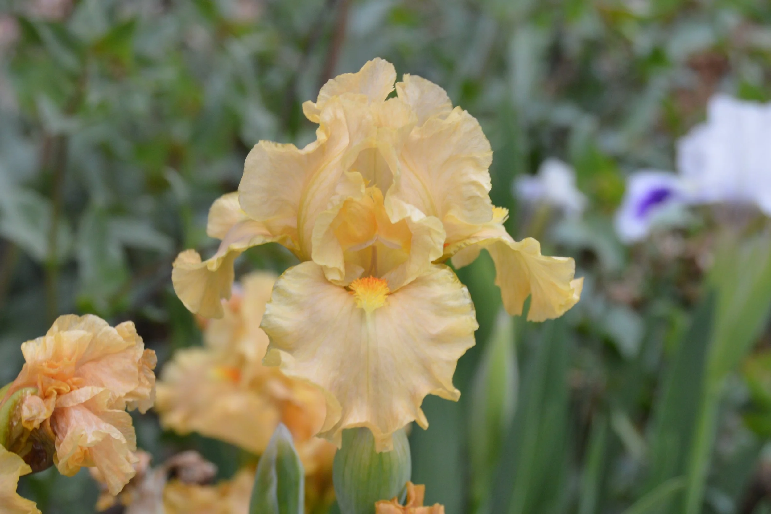 Store 2 — Prairie Sky Iris