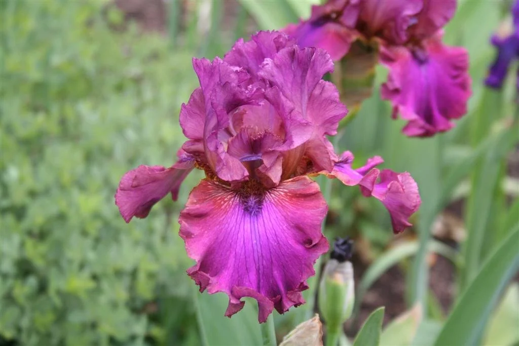 Palace Symphony — Prairie Sky Iris
