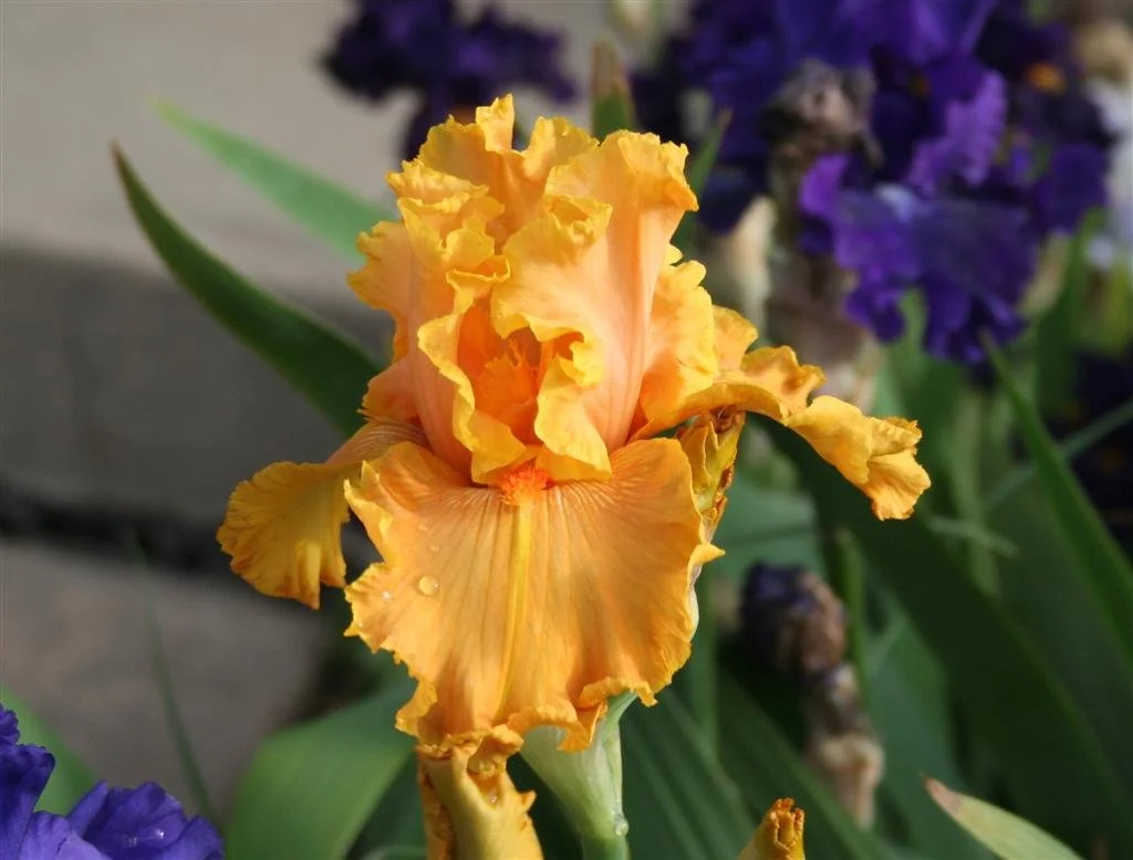 Twilight of the Gods — Prairie Sky Iris