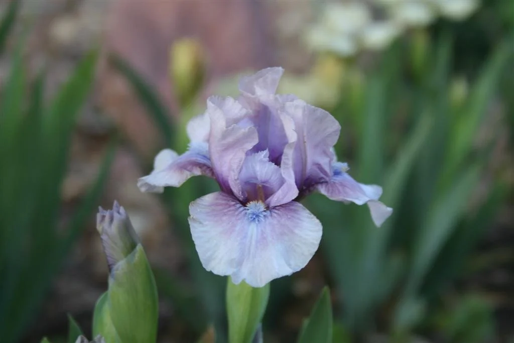 Lab — Prairie Sky Iris