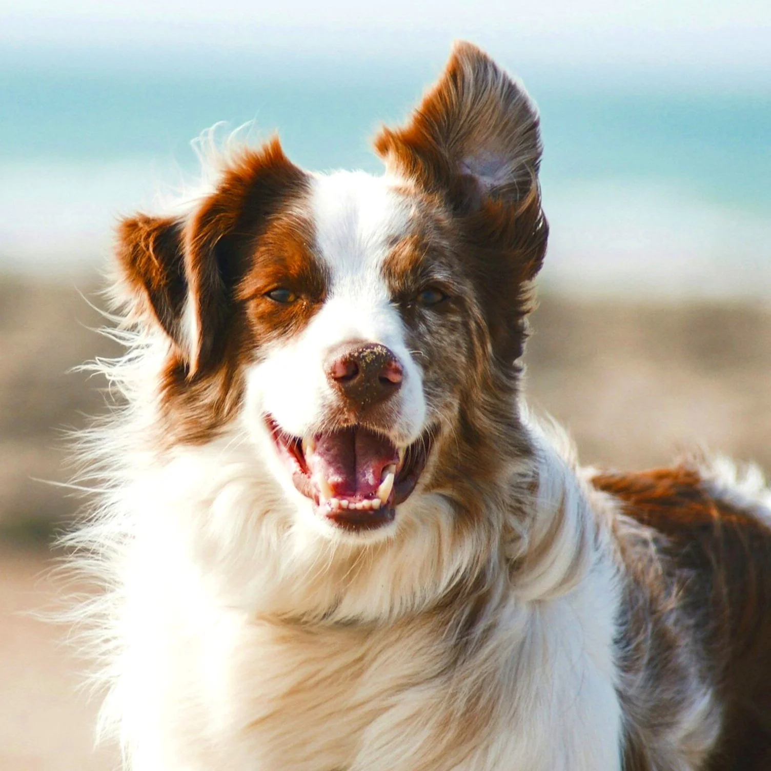 Dream Dog K9 Academy | Boulder, Colorado, USA