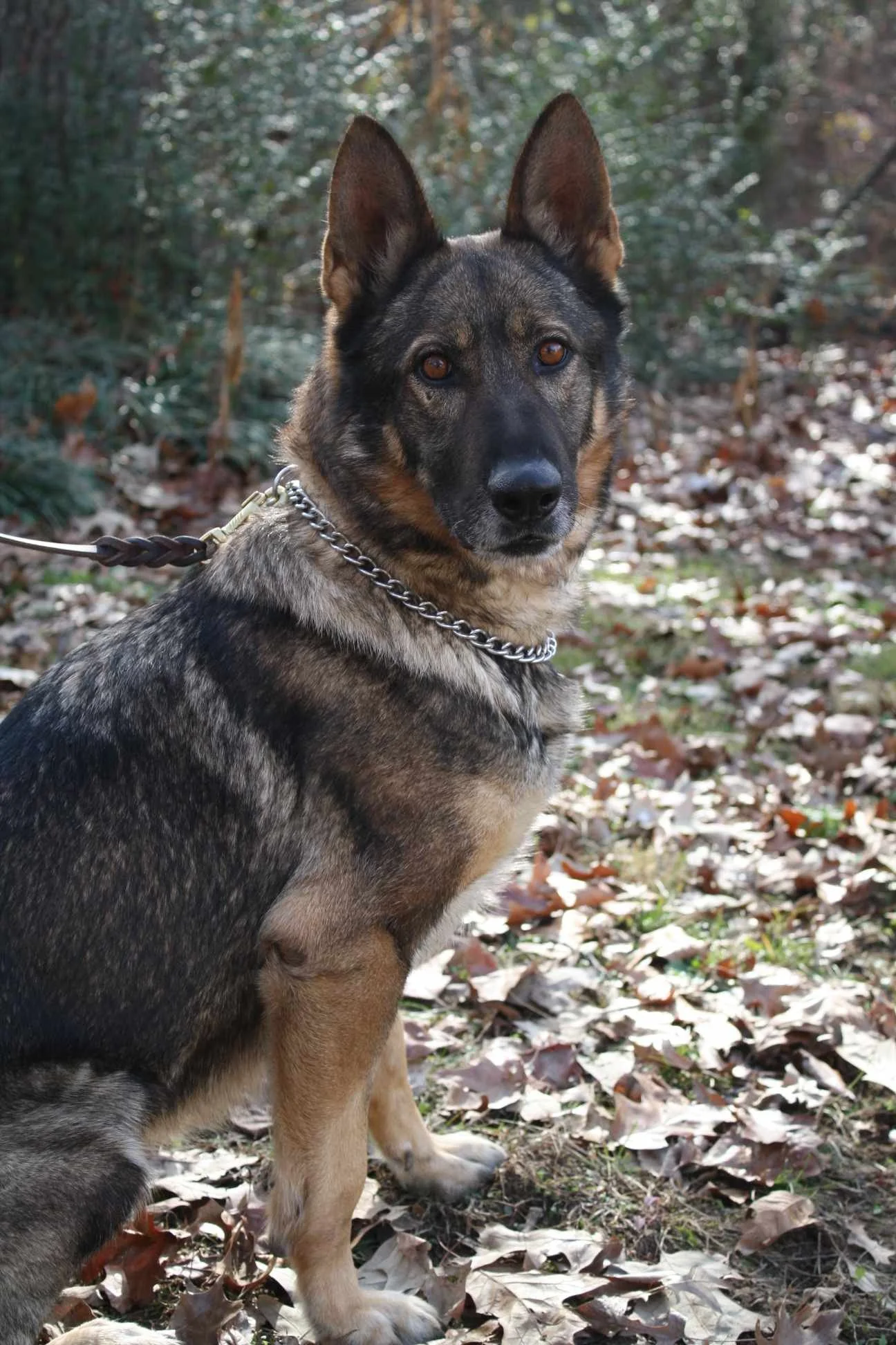 Available Puppies — Vom Morris Haus German Shepherds