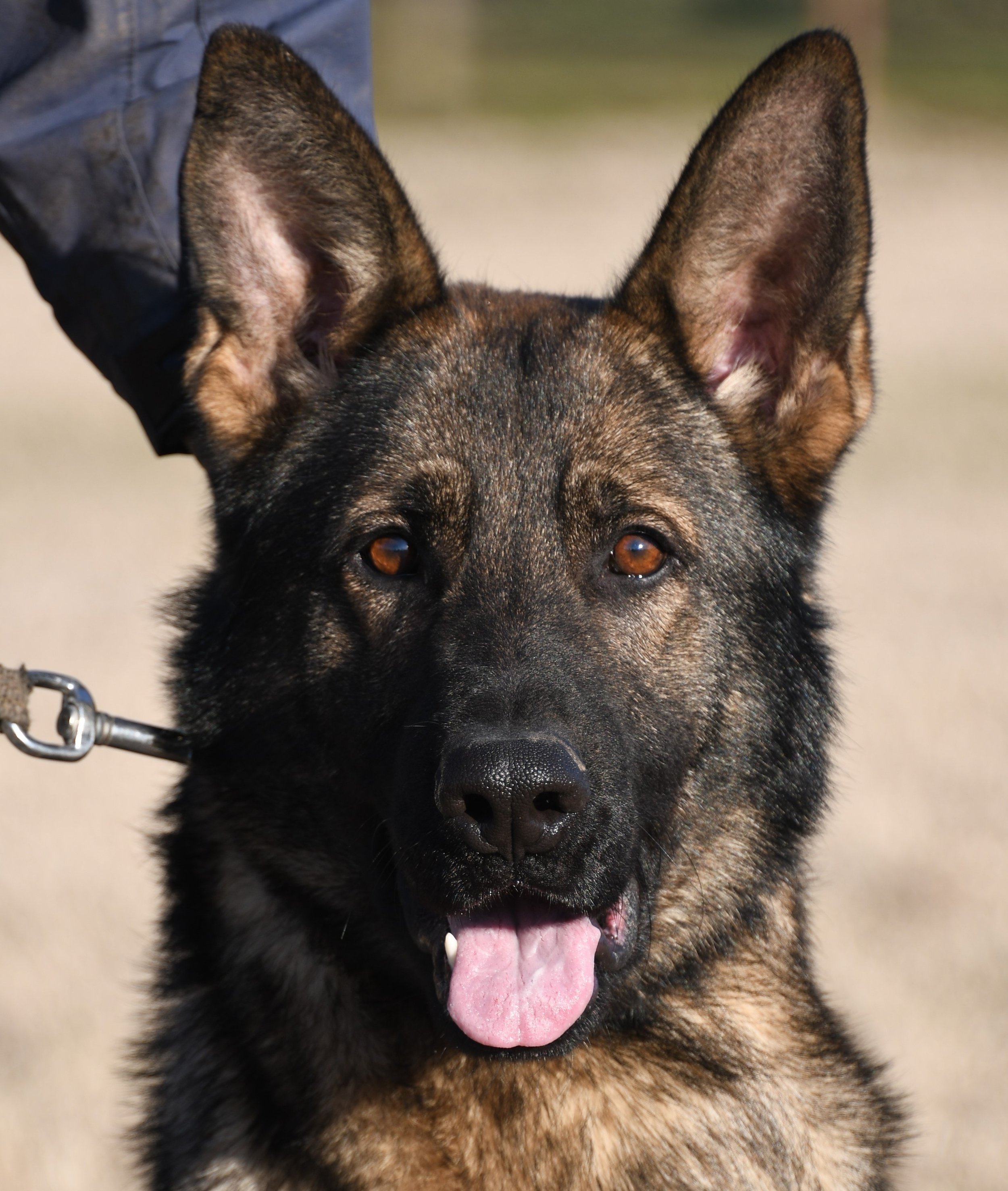 Vom Morris Haus German Shepherds