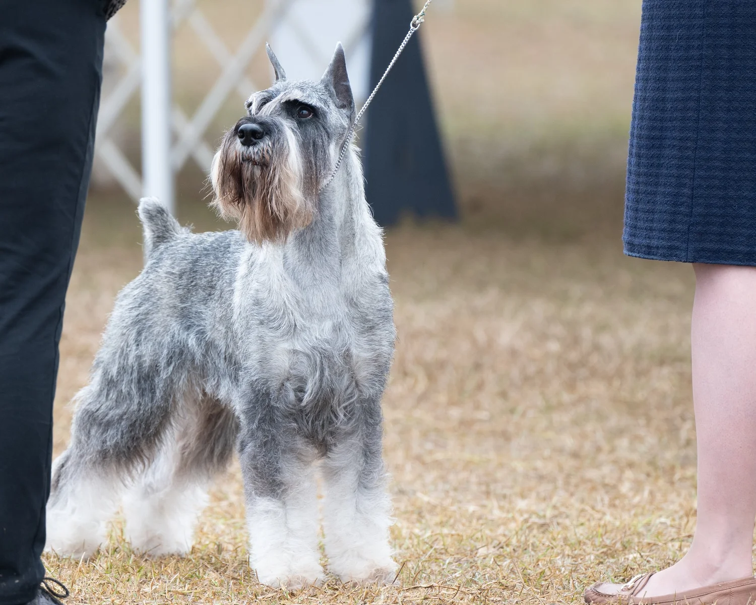 Standard Schnauzer Grooming — Straw Hat Standard Schnauzers