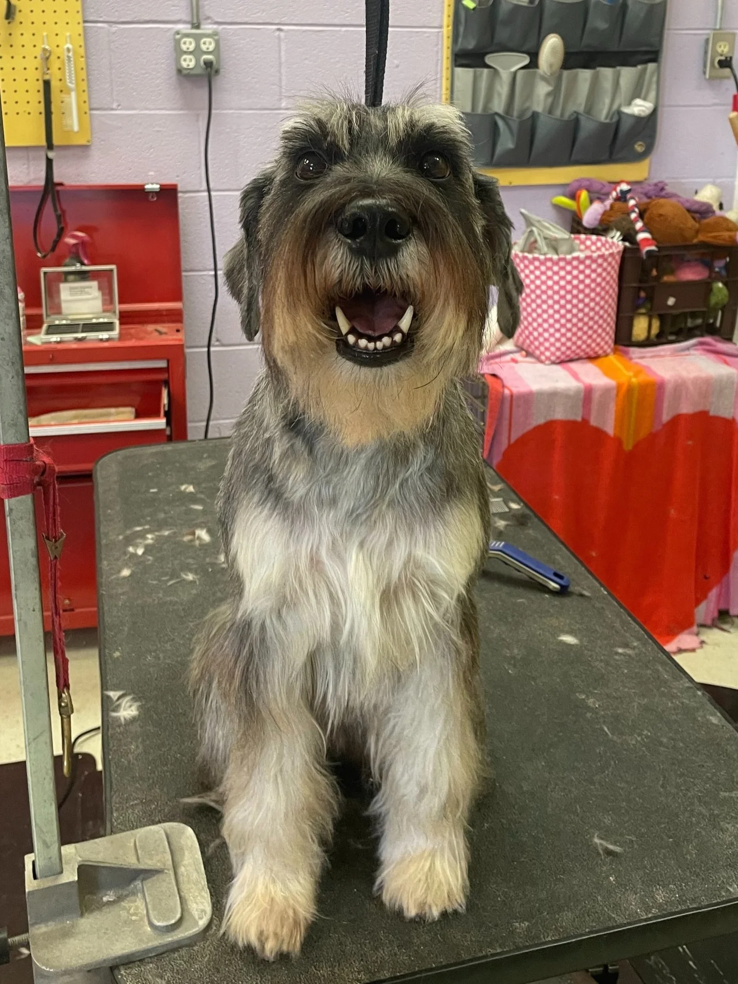 Standard Schnauzer Grooming — Straw Hat Standard Schnauzers