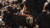 How Do Worms Eat Without Teeth? A Deep Dive into the Digestive System ...