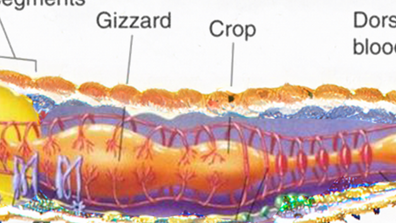 How Do Worms Eat Without Teeth? A Deep Dive into the Digestive System ...