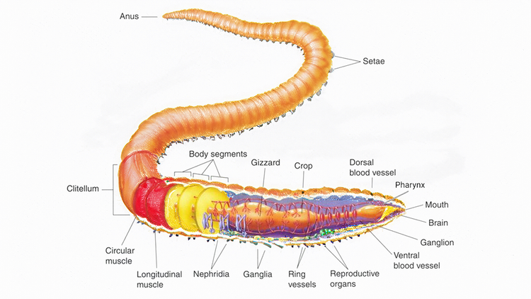How Do Worms Eat Without Teeth? A Deep Dive into the Digestive System ...