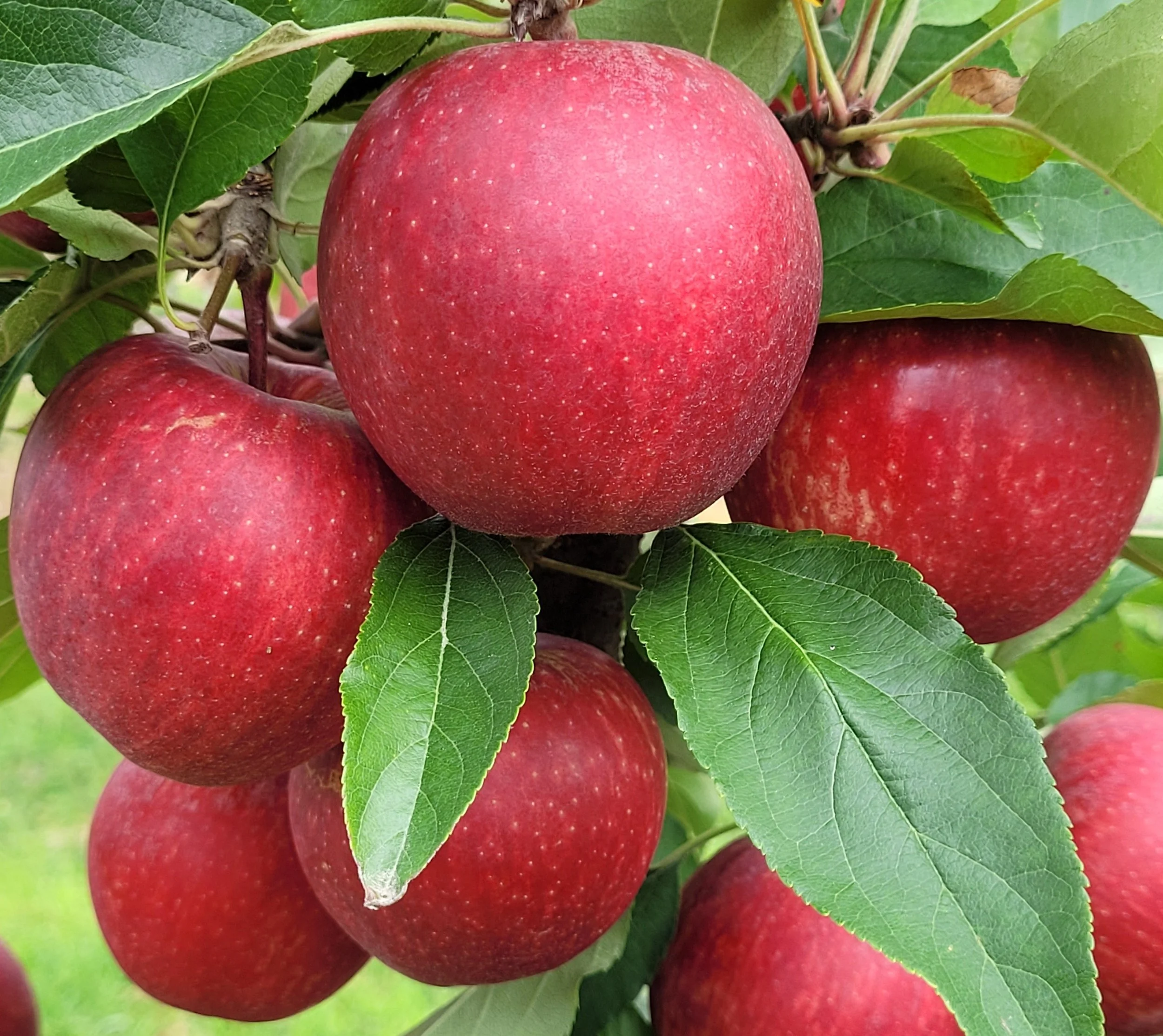 Coco's Orchard | Stanthorpe Apples and Juice