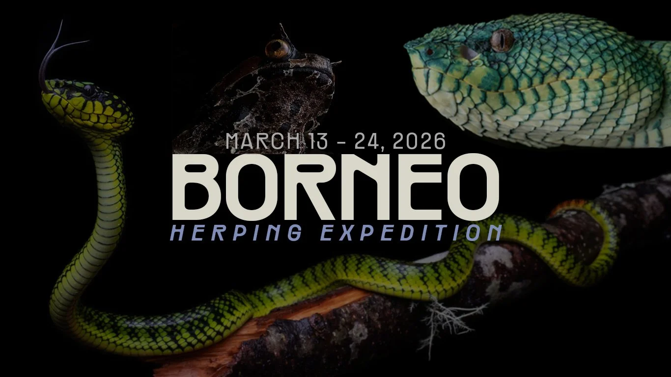 Borneo Herping Tour — Andres Novales