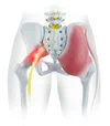 Think You Have Sciatica? 5 Common Conditions That Mimic Sciatic Nerve ...