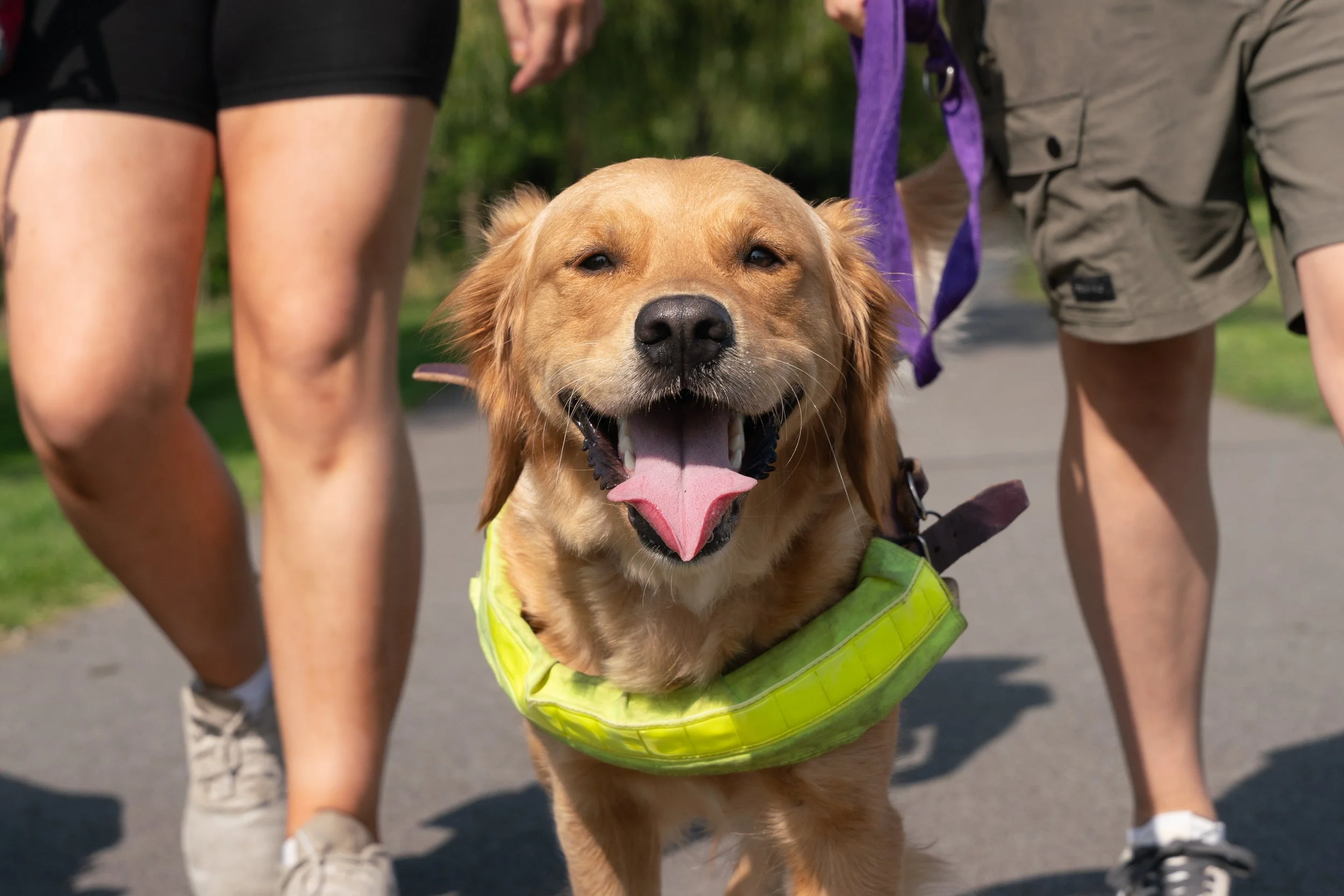 Contact Dogs for the Disabled — Irish Dogs for The Disabled