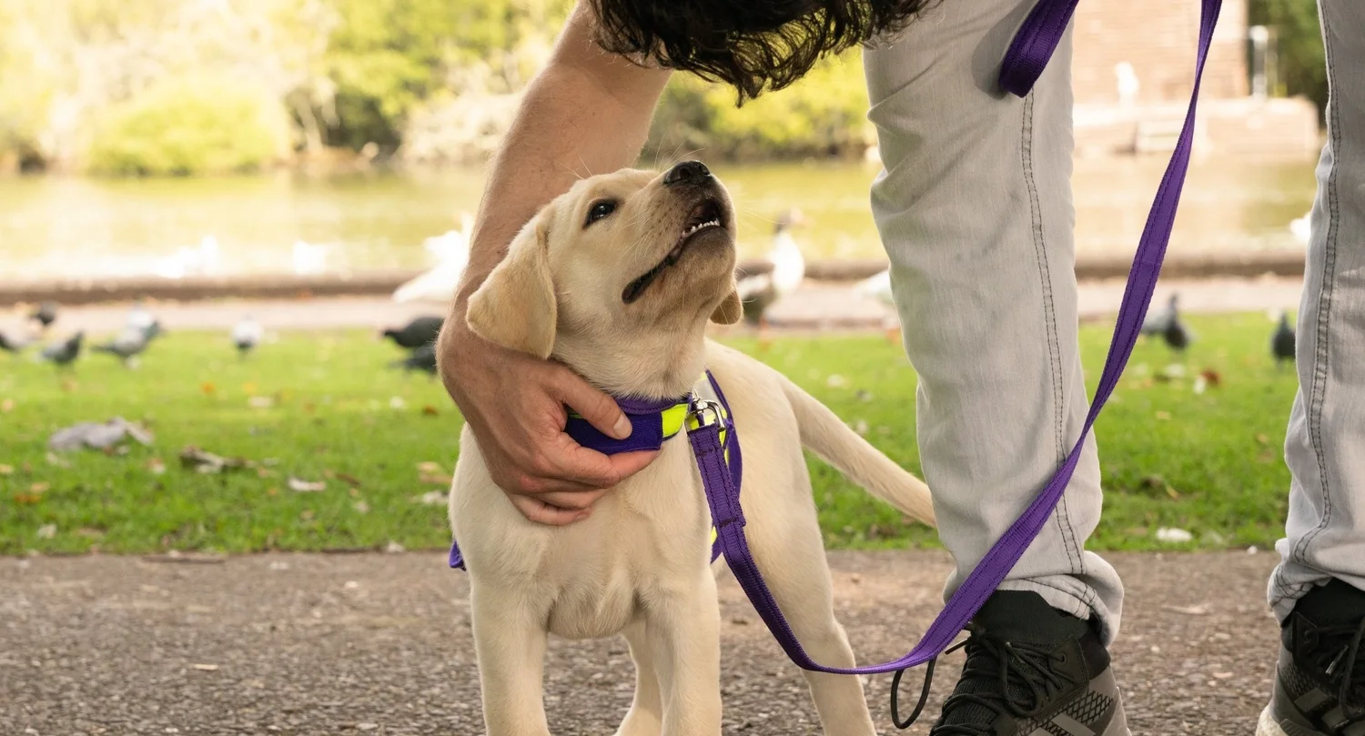 donate-sponsor — Irish Dogs for The Disabled