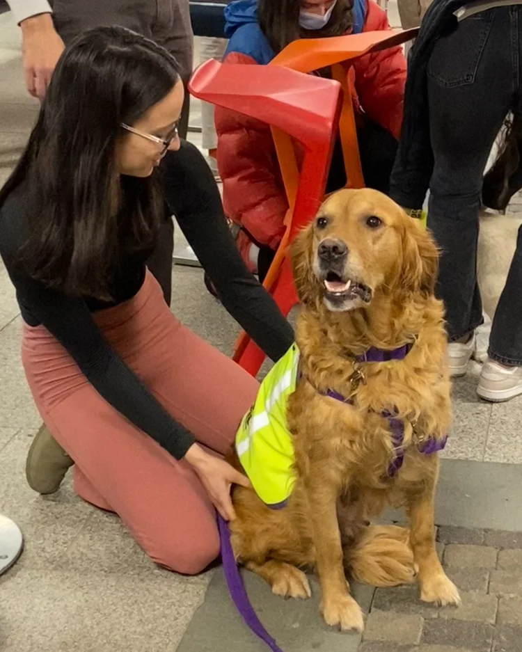Therapy Dogs — Irish Dogs for The Disabled