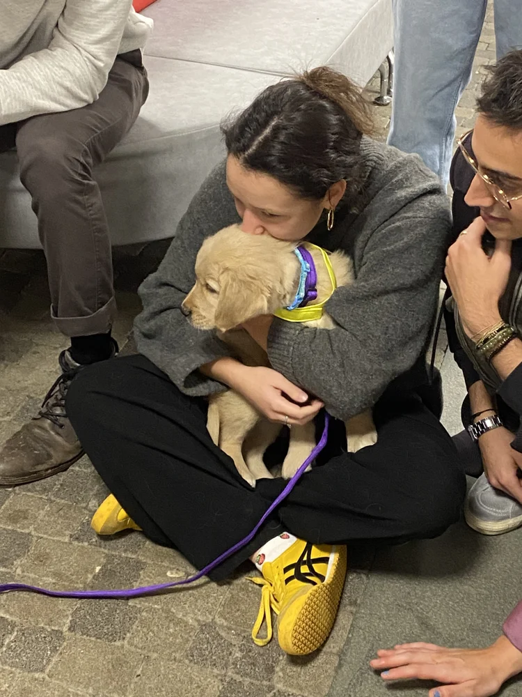 Therapy Dogs — Irish Dogs for The Disabled