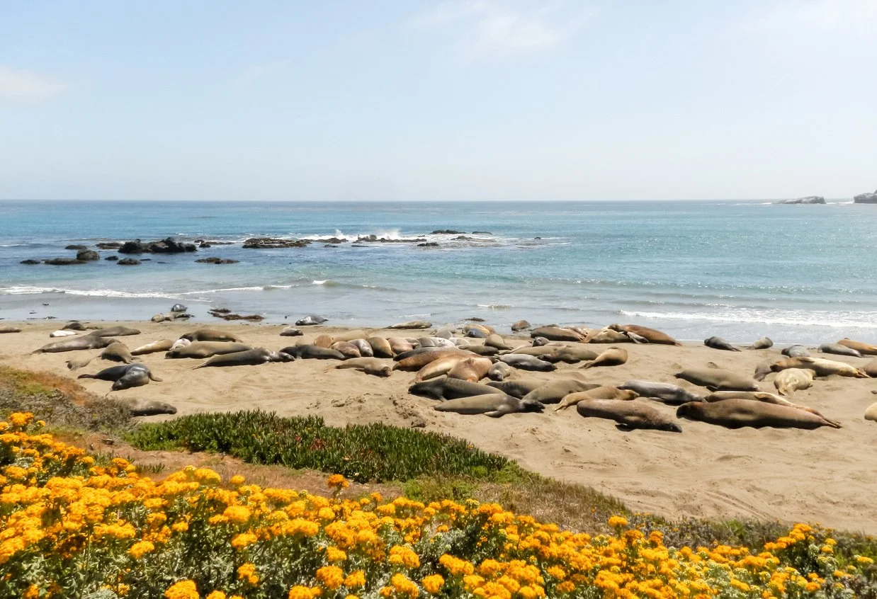 Explore Big Sur — Ragged Point Inn
