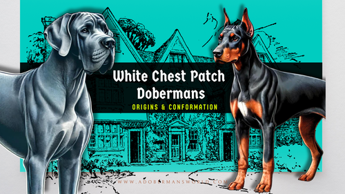The White Patch on Dobermans: Origins and Implications for Conformation ...