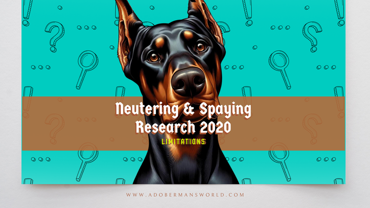 Dobermans and Neutering Recommendations Part II: Some Considerations ...