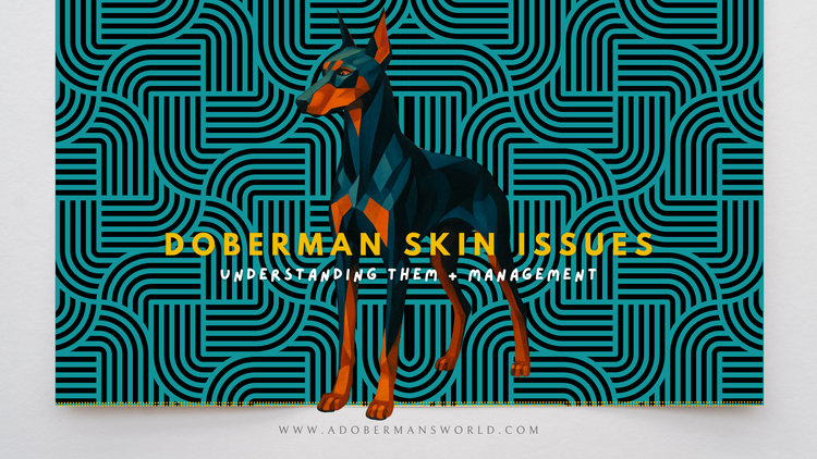 Understanding and Managing Common Skin Issues in Dobermans — A Doberman ...