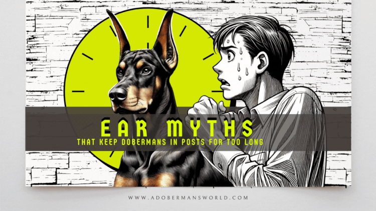 Debunking Myths About Doberman Ear Taping Time: A Deep Dive with ...