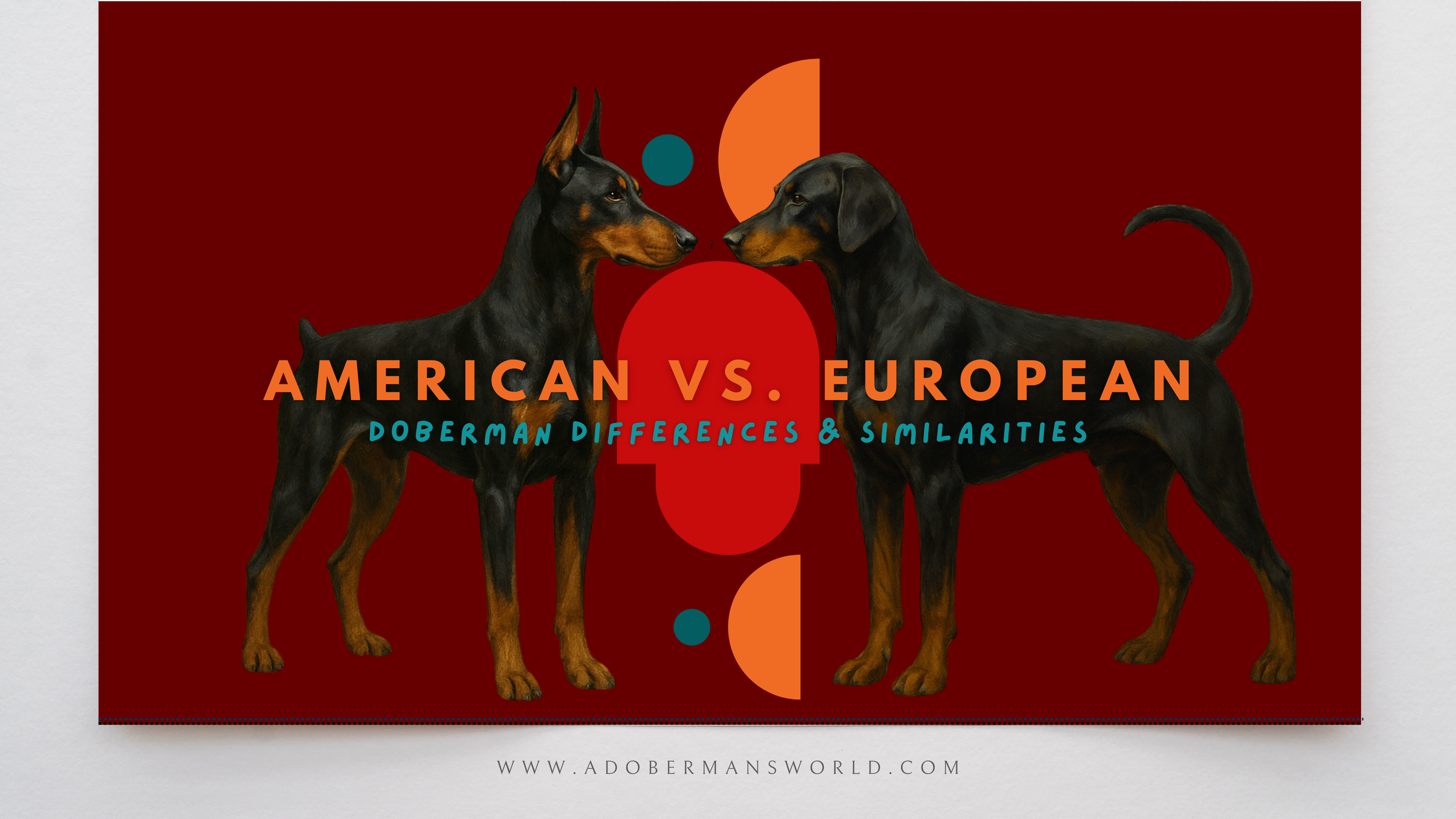Understanding the Differences: European vs. American Dobermans — A ...
