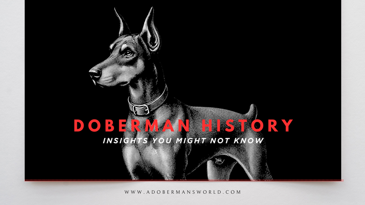 History of the Doberman Pinscher — A Doberman's World