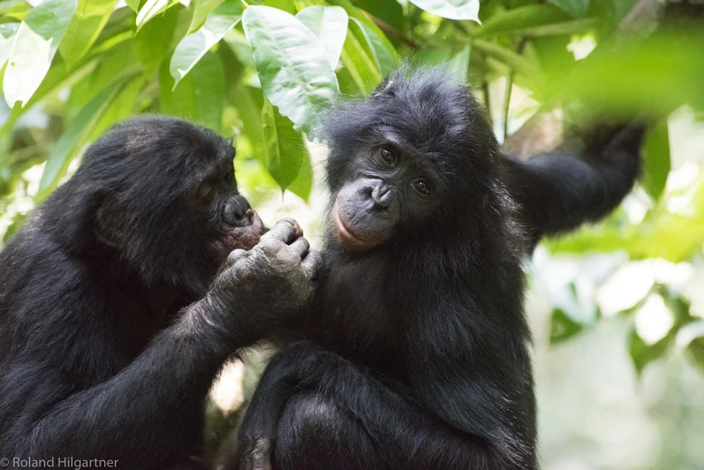 Programs overview — BONOBO