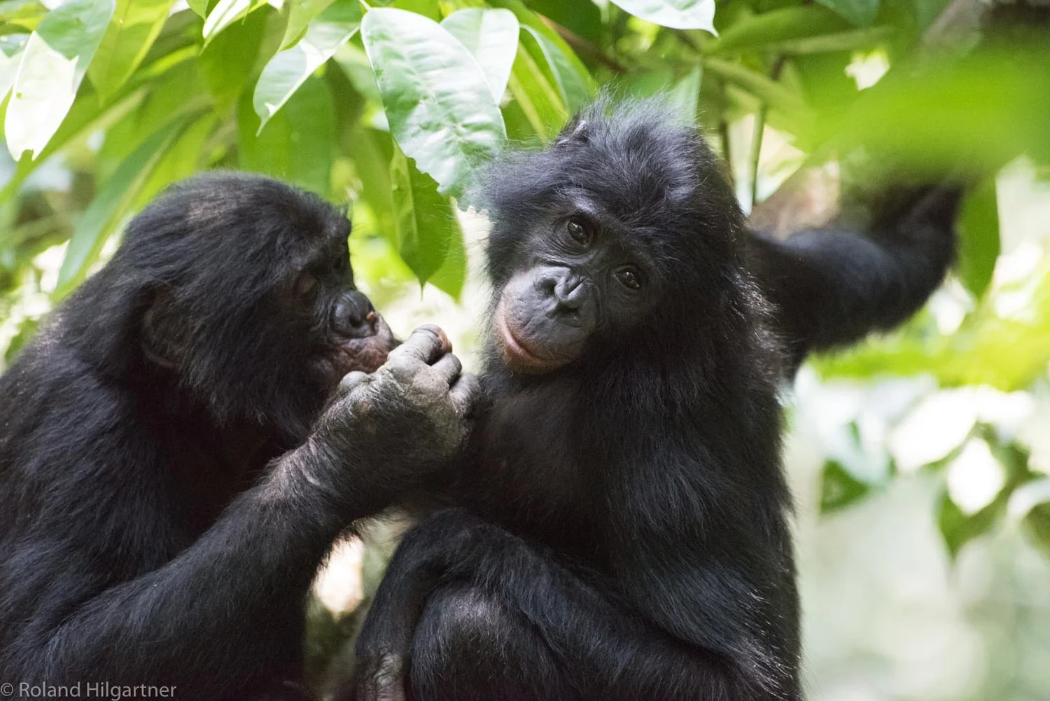 Programs overview — BONOBO