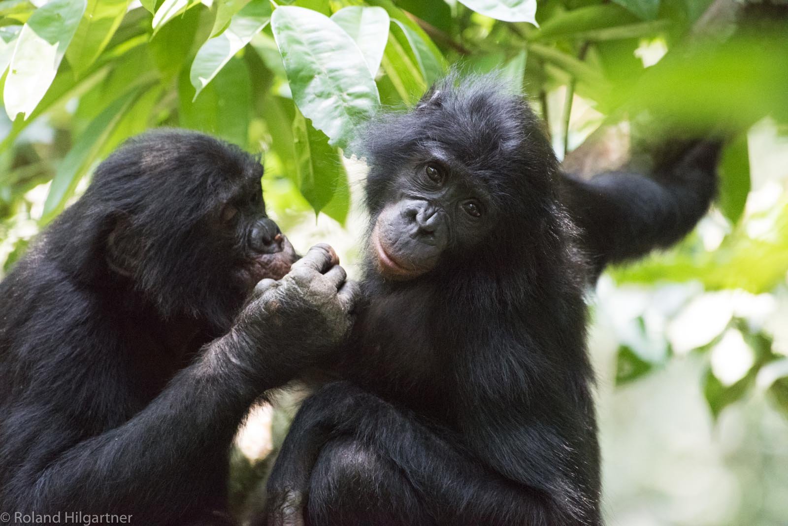 Programs overview — BONOBO