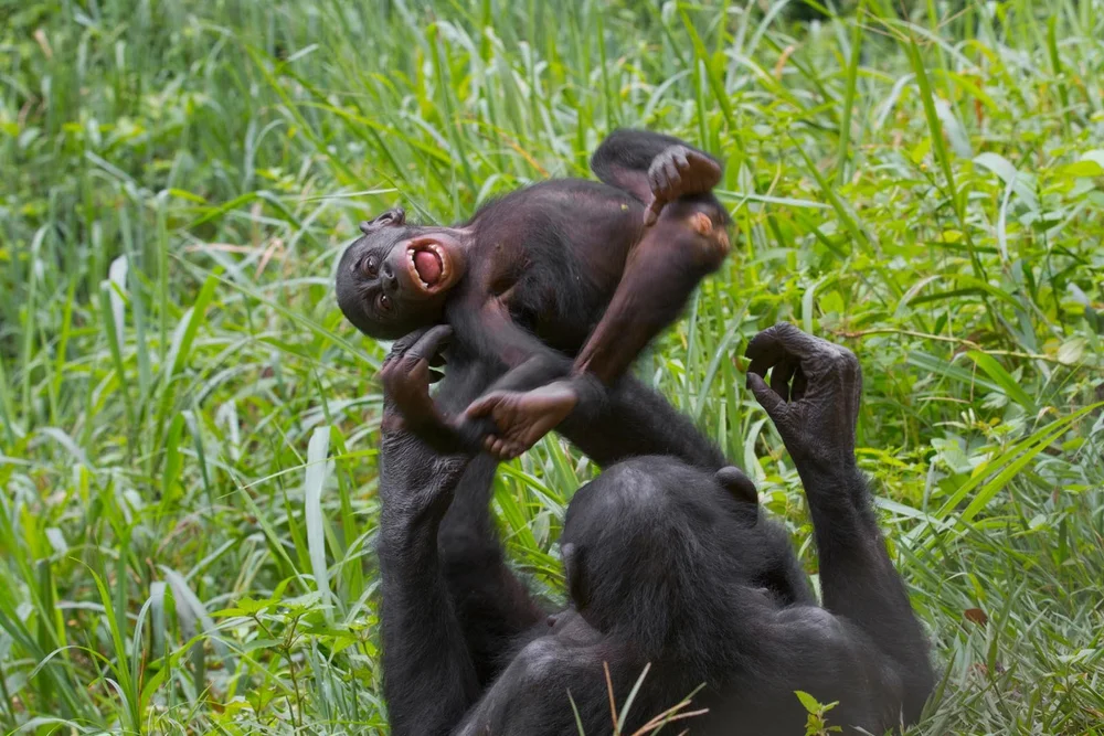 Programs overview — BONOBO