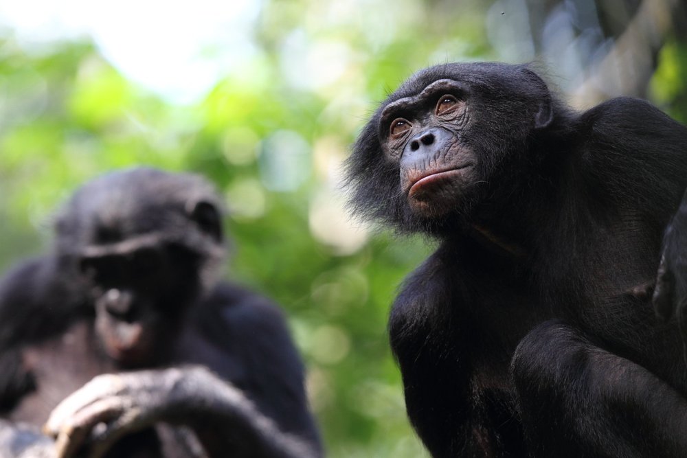BONOBO