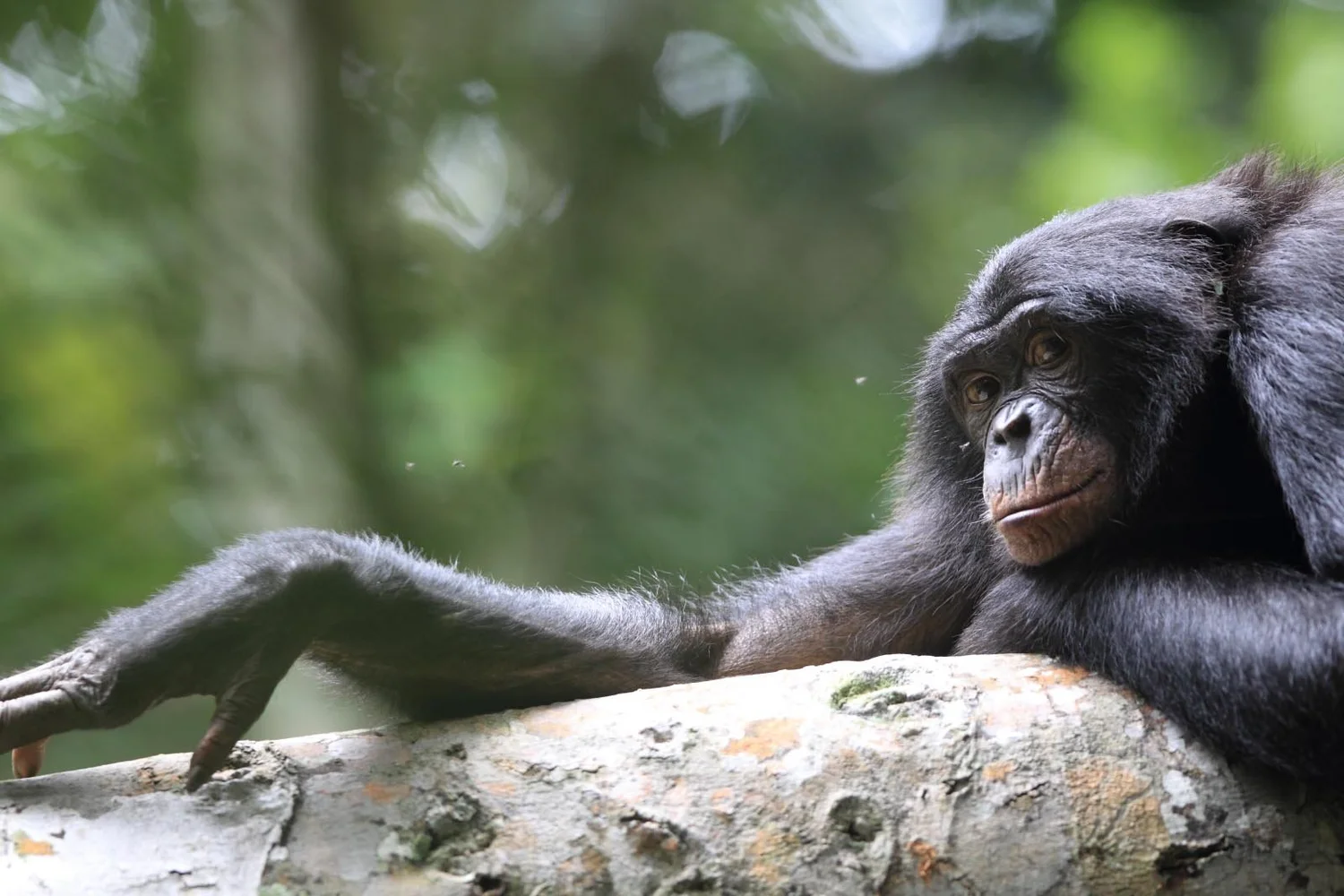 Programs overview — BONOBO