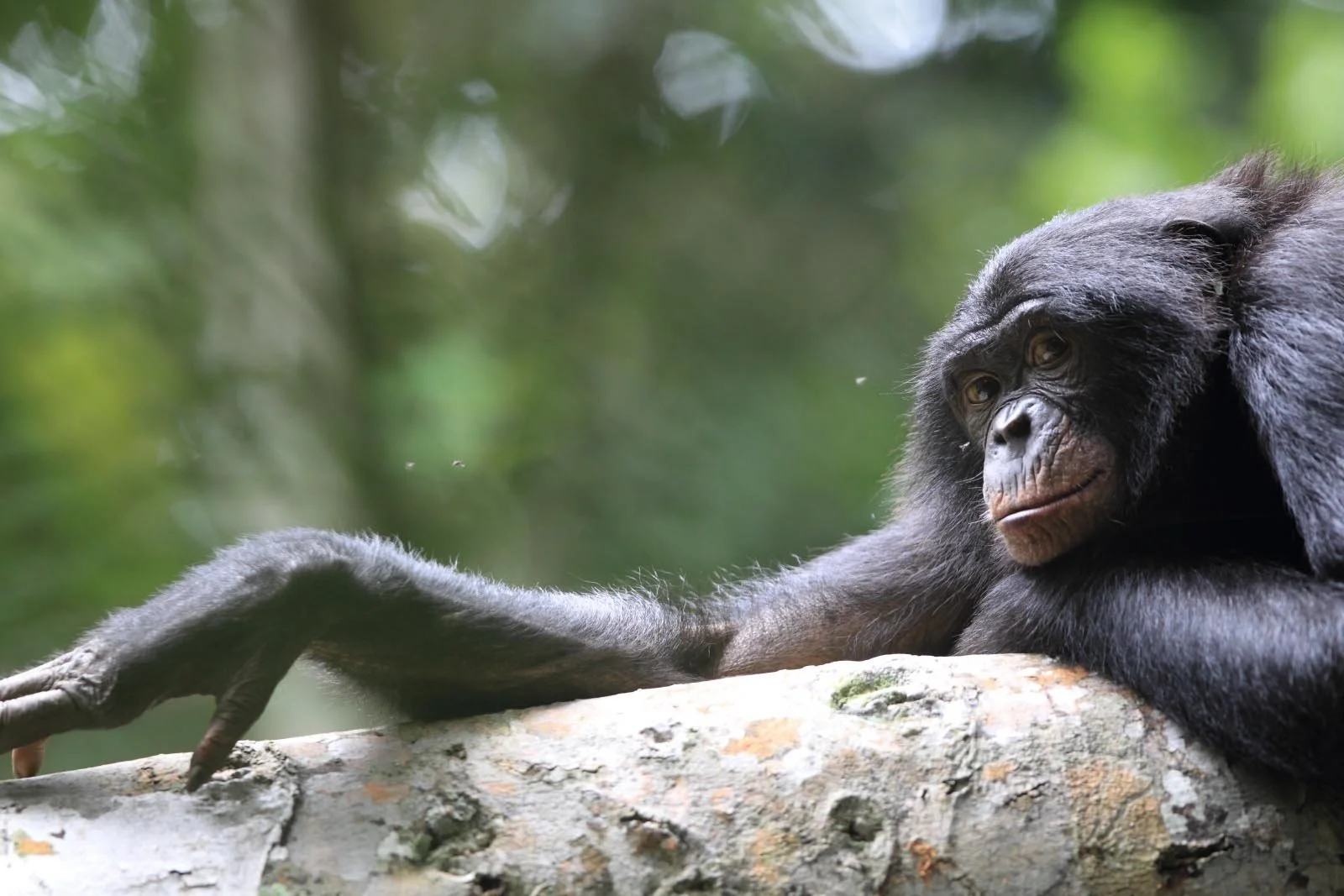 Programs overview — BONOBO