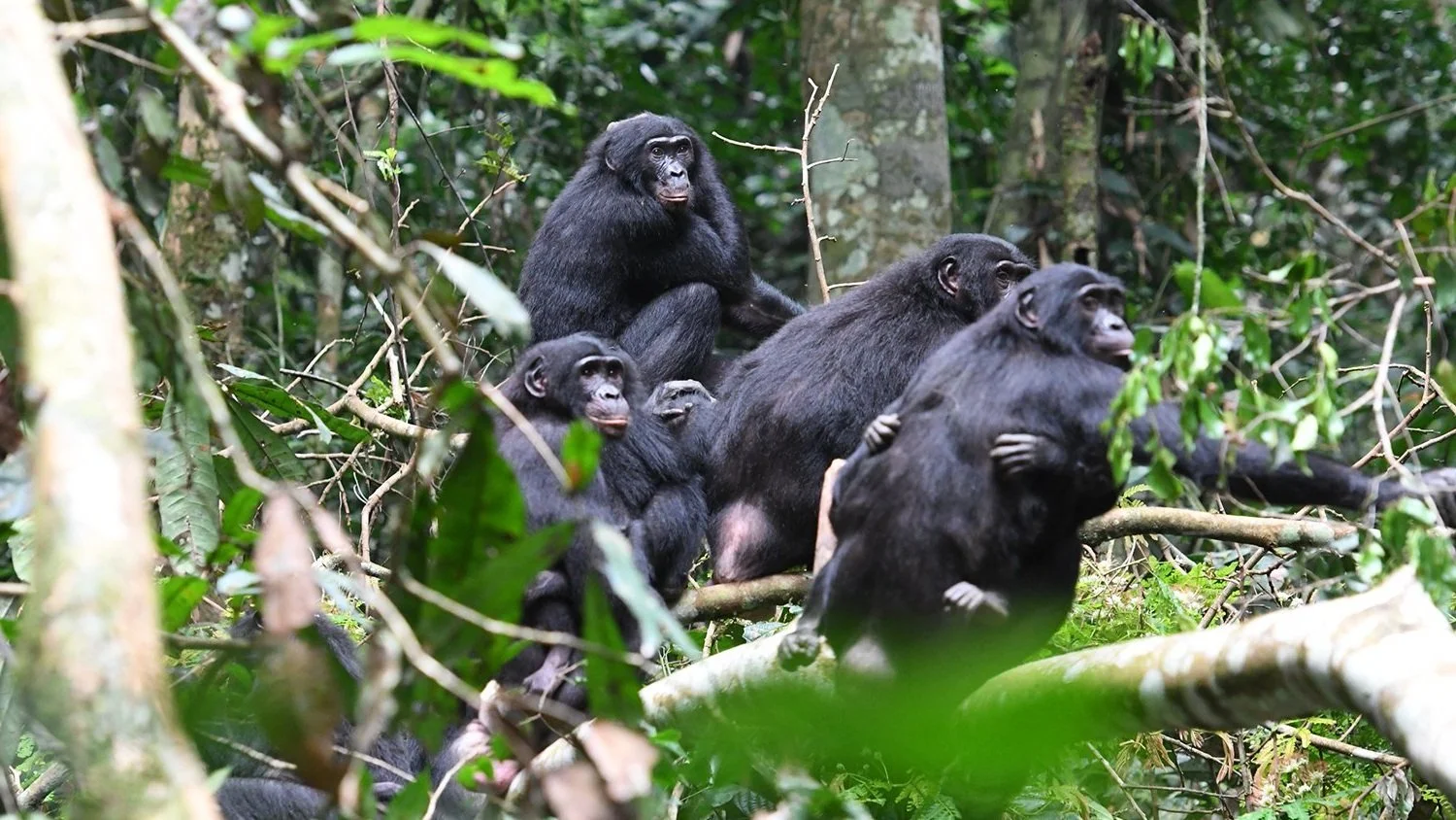 GET INVOLVED — BONOBO