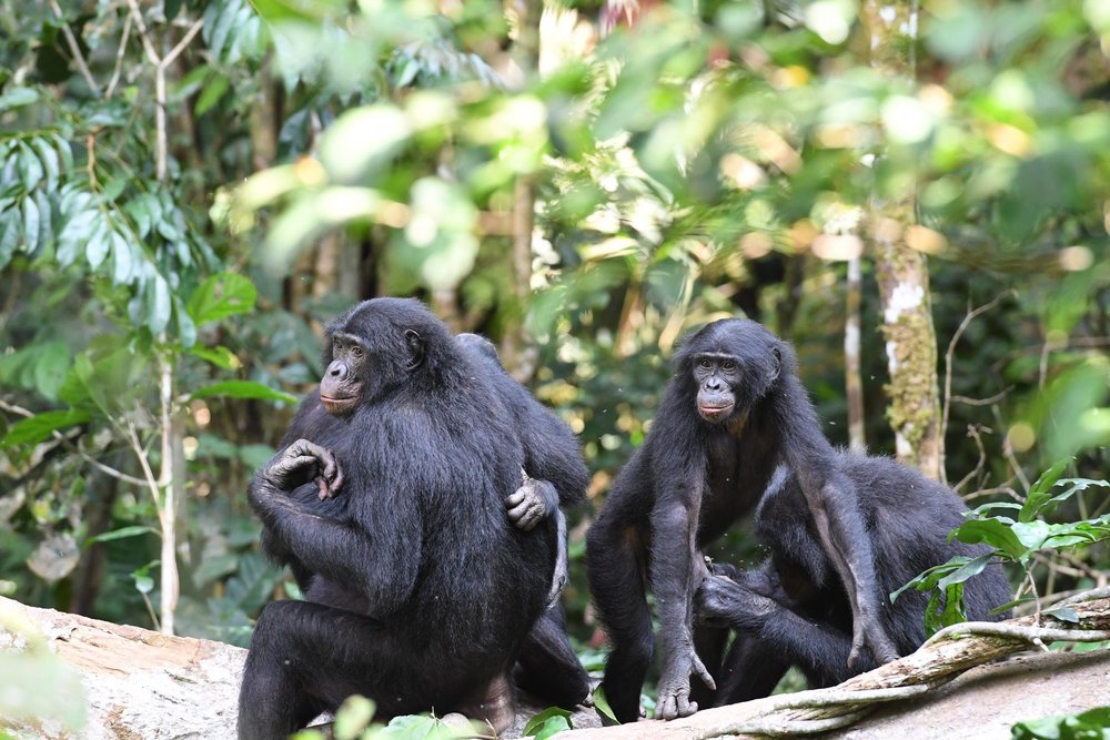 Programs overview — BONOBO