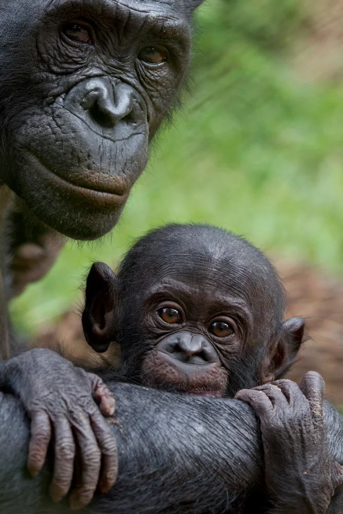 Programs overview — BONOBO