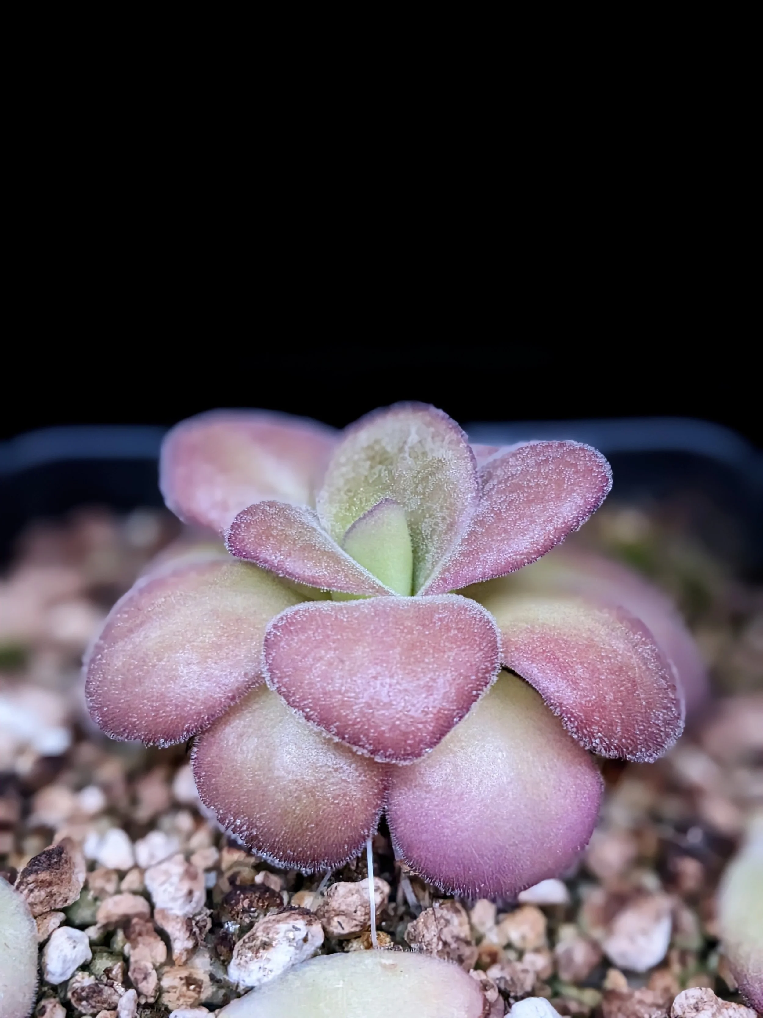 Pinguicula “King Slime” for Sale | Carnivorous Butterwort from Brambles ...