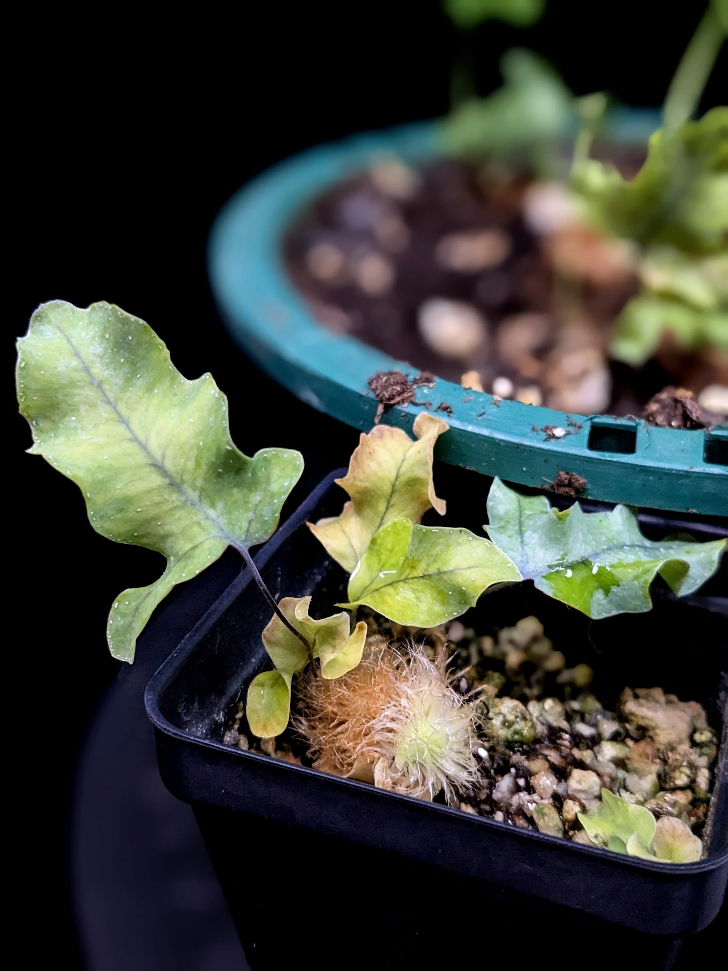 Shop — Brambles Botanicals