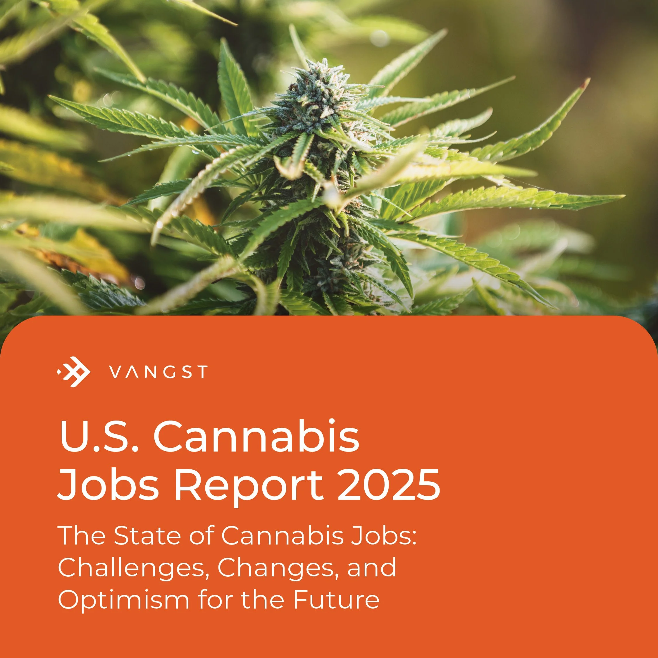025 Vangst Cannabis Jobs Report State of U.S. Cannabis Employment
