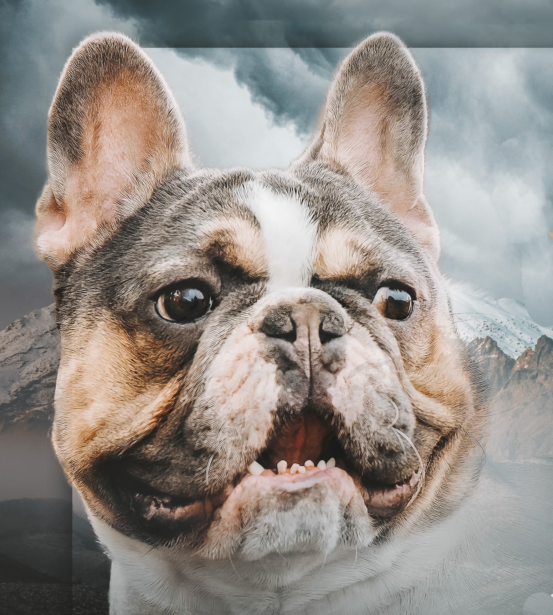 Our Studs — Drew Dogs