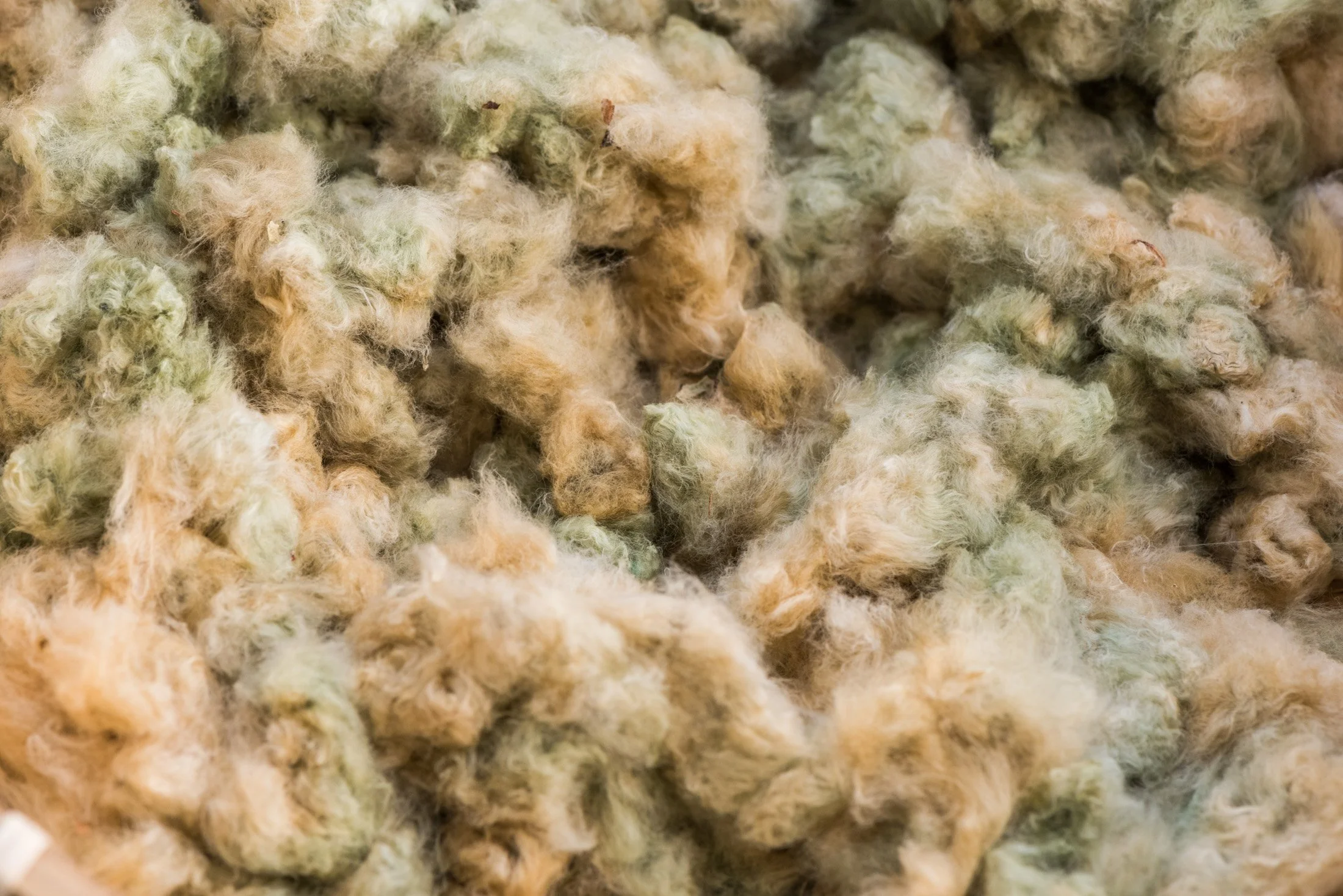 Cotton Exploration: The Ancient History of the Cotton Plant (1) — Oko Farms