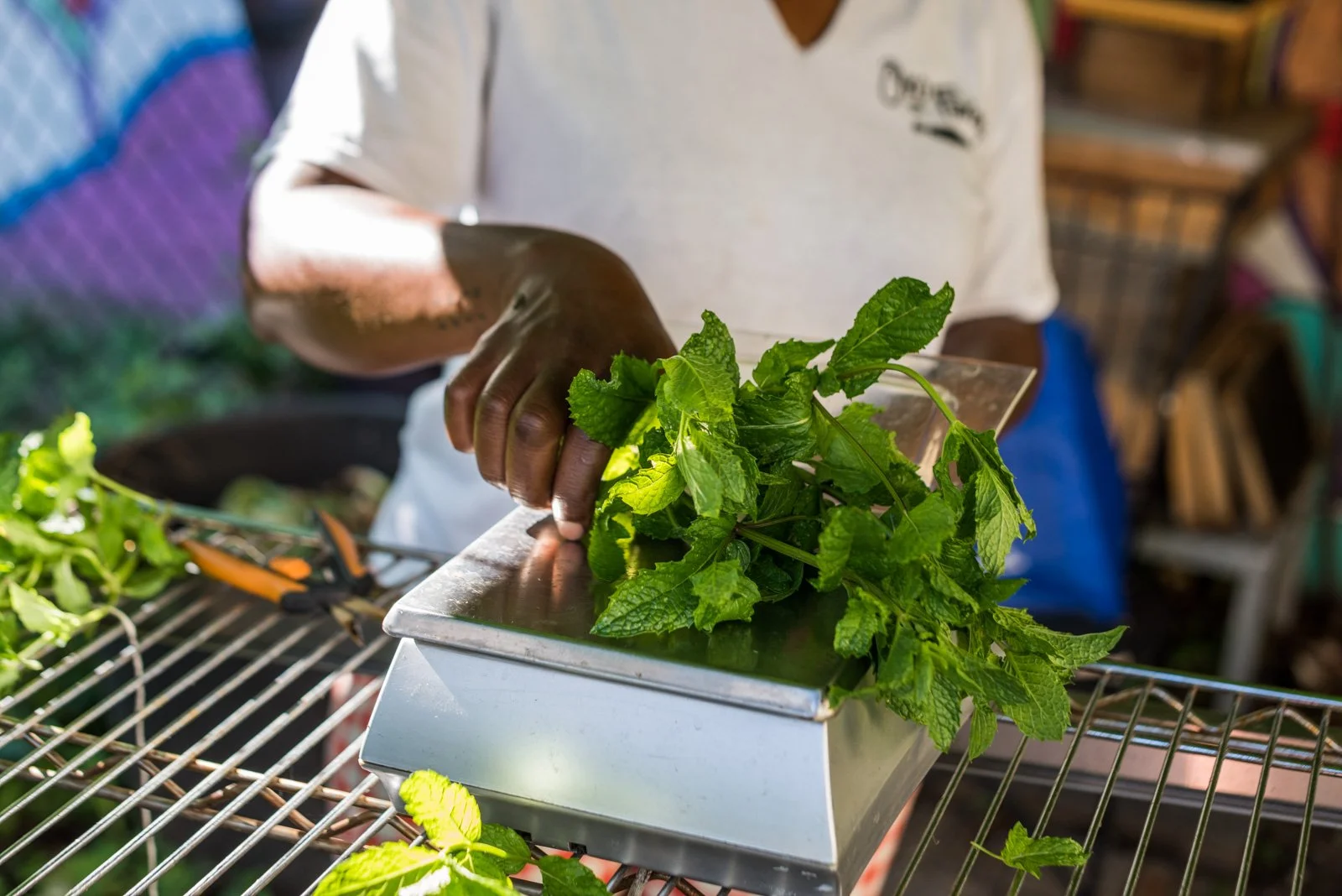 FARM STAND — Oko Farms