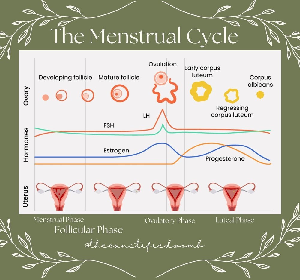The 4 Phases of the Menstrual Cycle and Why It’s About More Than ...