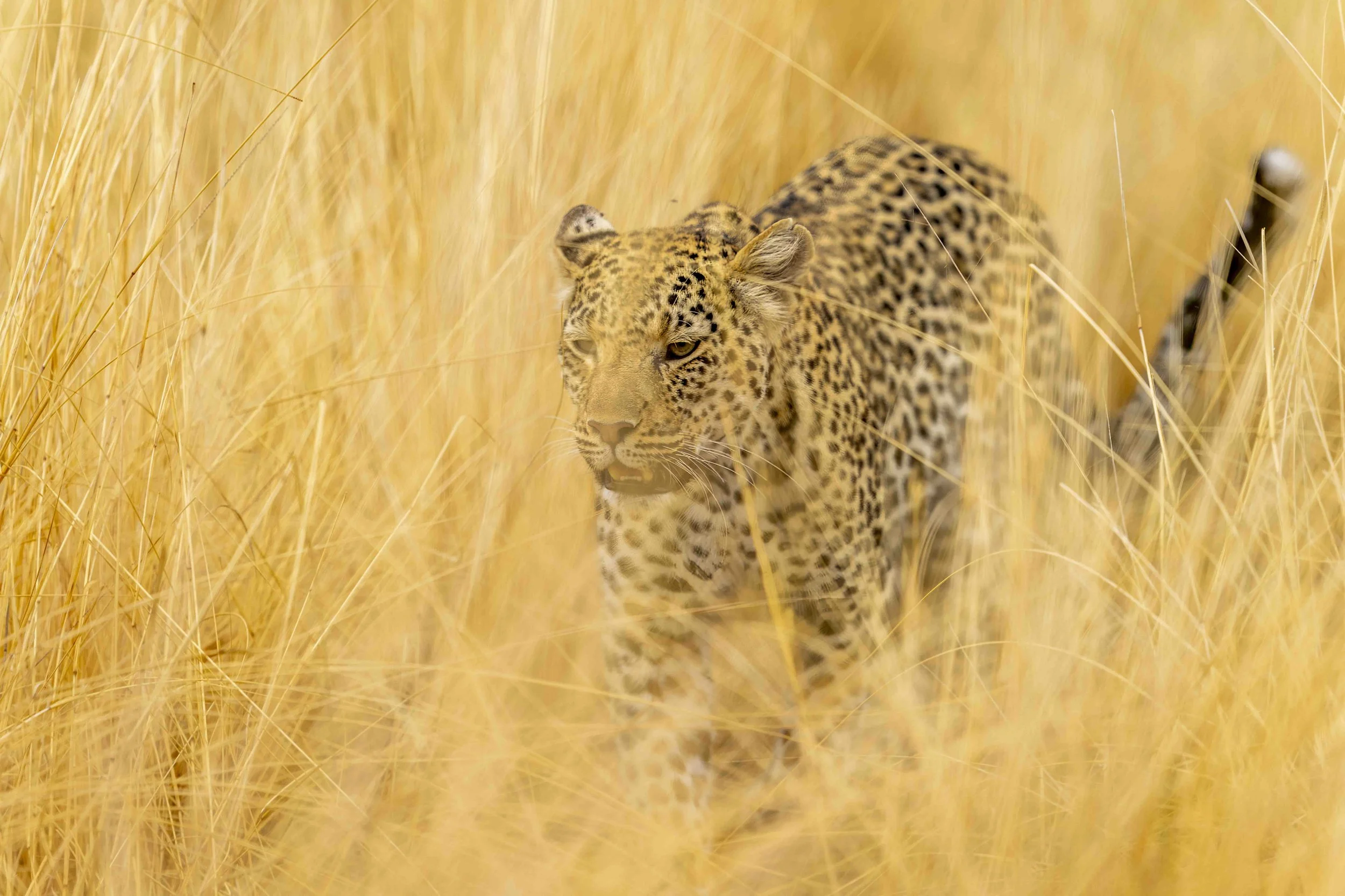 Ian Ford Photography | 2024 Wildlife Photographer of the Year Highly ...
