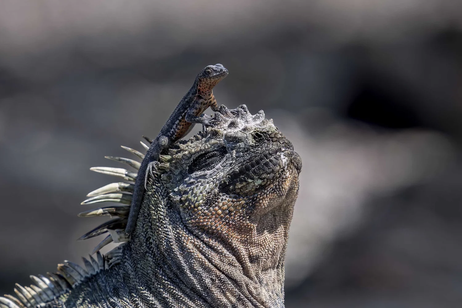 Ian Ford Photography | 2024 Wildlife Photographer of the Year Highly ...
