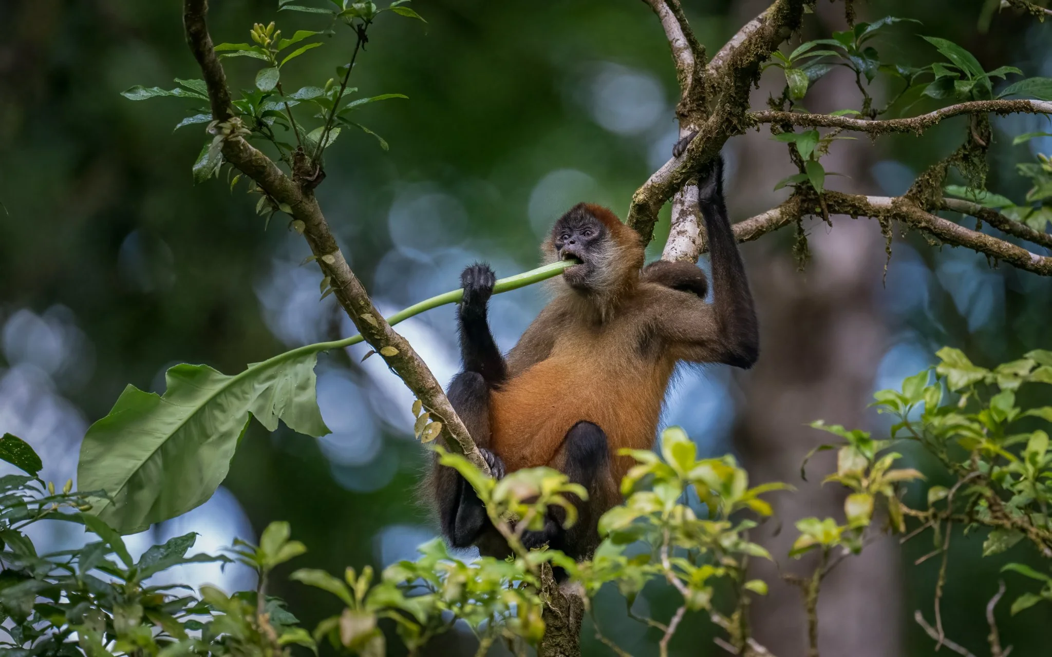 Ian Ford Photography | 2024 Wildlife Photographer of the Year Highly ...