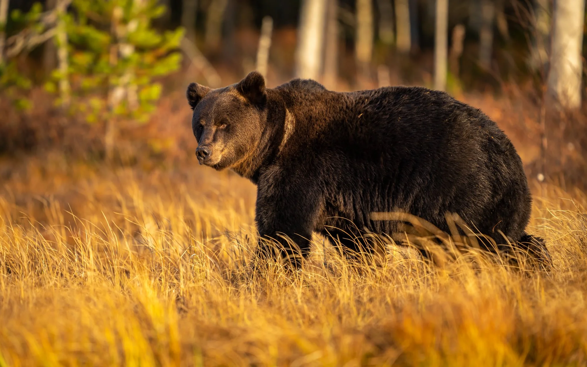 Ian Ford Photography | 2024 Wildlife Photographer of the Year Highly ...