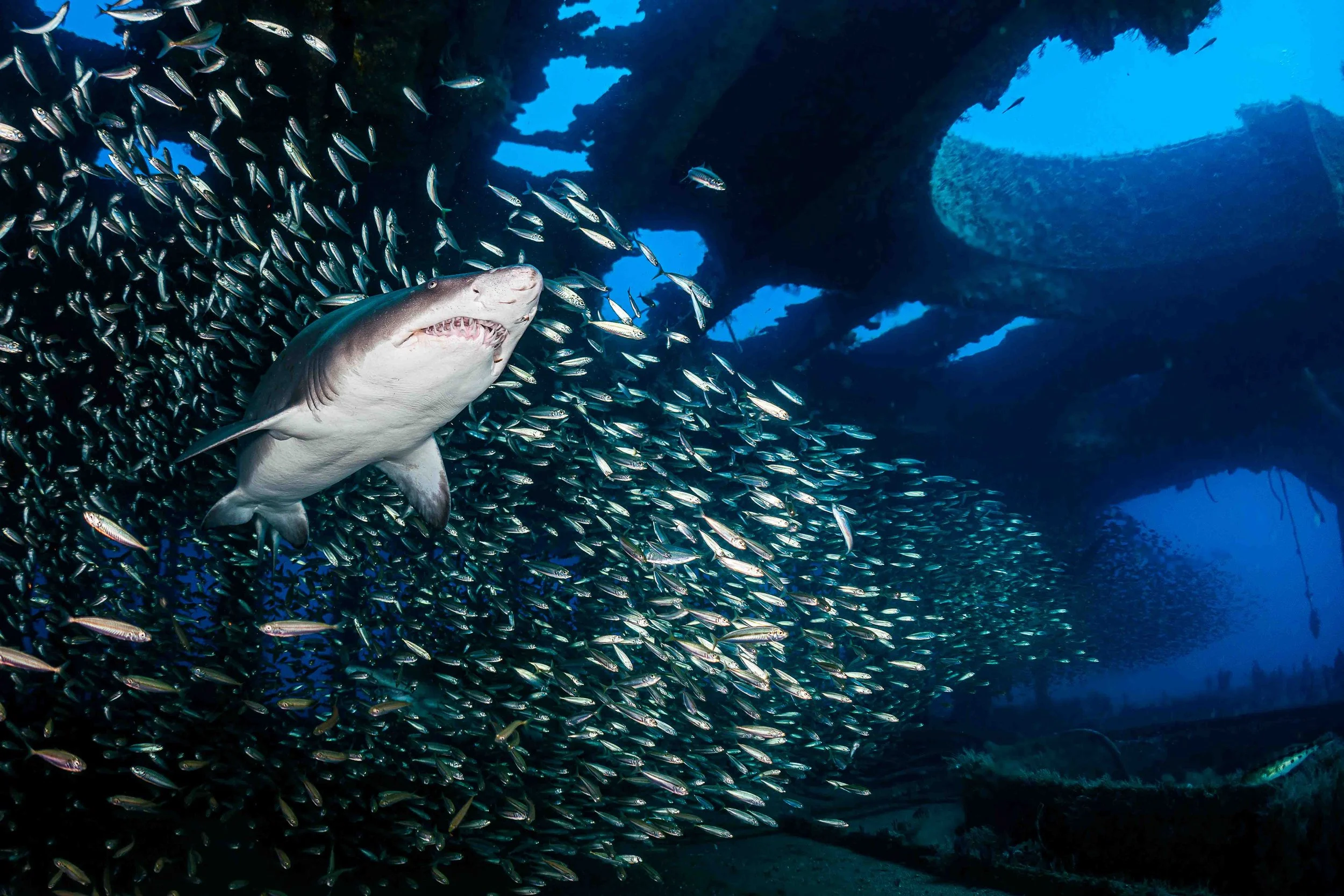 Gallery - Ian Ford Photography | 2024 Wildlife Photographer of the Year ...